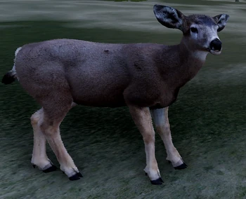 Mule deer | WolfQuest Wiki | Fandom