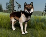 Yellowstone Wolf Coats | WolfQuest Wiki | Fandom