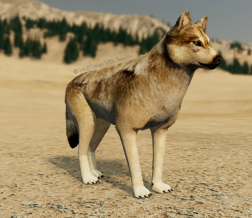 Original Coats | WolfQuest Wiki | Fandom