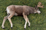 Mule deer | WolfQuest Wiki | Fandom