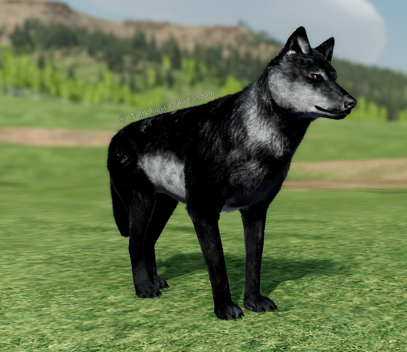 Hall of Fame Coats | WolfQuest Wiki | Fandom