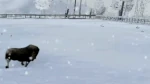 Floppy | WolfQuest Wiki | Fandom