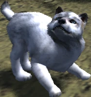 Gray wolf pup | WolfQuest Wiki | Fandom