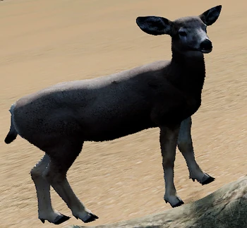 Mule deer fawn | WolfQuest Wiki | Fandom