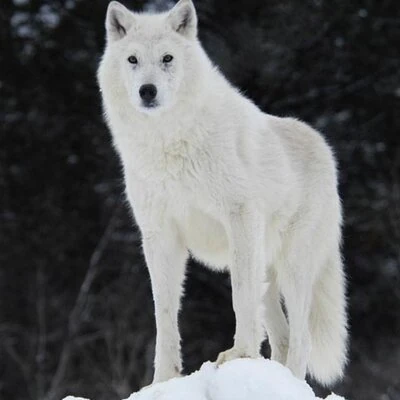 Violet | WolfQuest OC's Wiki | Fandom