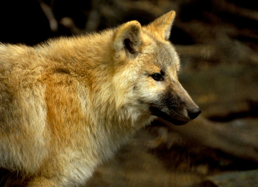 Sweetgum | WolfQuest OC's Wiki | Fandom