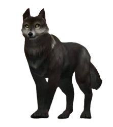 List Of Wolf Skins | WolfTales Wiki | Fandom