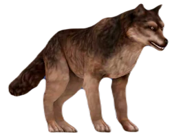 List Of Wolf Skins | WolfTales Wiki | Fandom