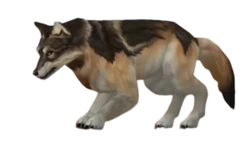 List Of Wolf Skins | WolfTales Wiki | Fandom