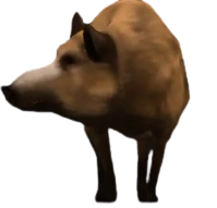 Boar | WolfTales Wiki | Fandom