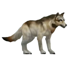 List Of Wolf Skins | WolfTales Wiki | Fandom