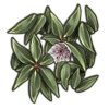 Herbs and Medicine | Wolvden Wiki | Fandom
