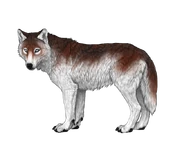 Markings | Wolvden Wiki | Fandom