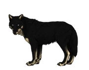 Markings | Wolvden Wiki | Fandom