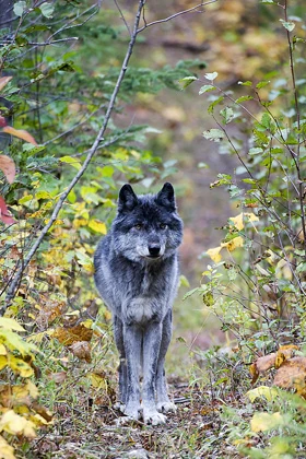 Cinder | Wolves Fanfiction Wiki | Fandom