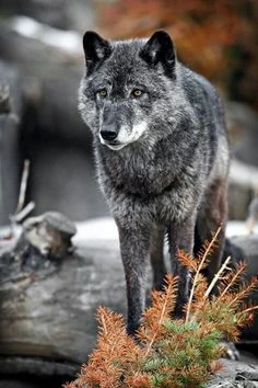 Cedar | Wolves Fanfiction Wiki | Fandom