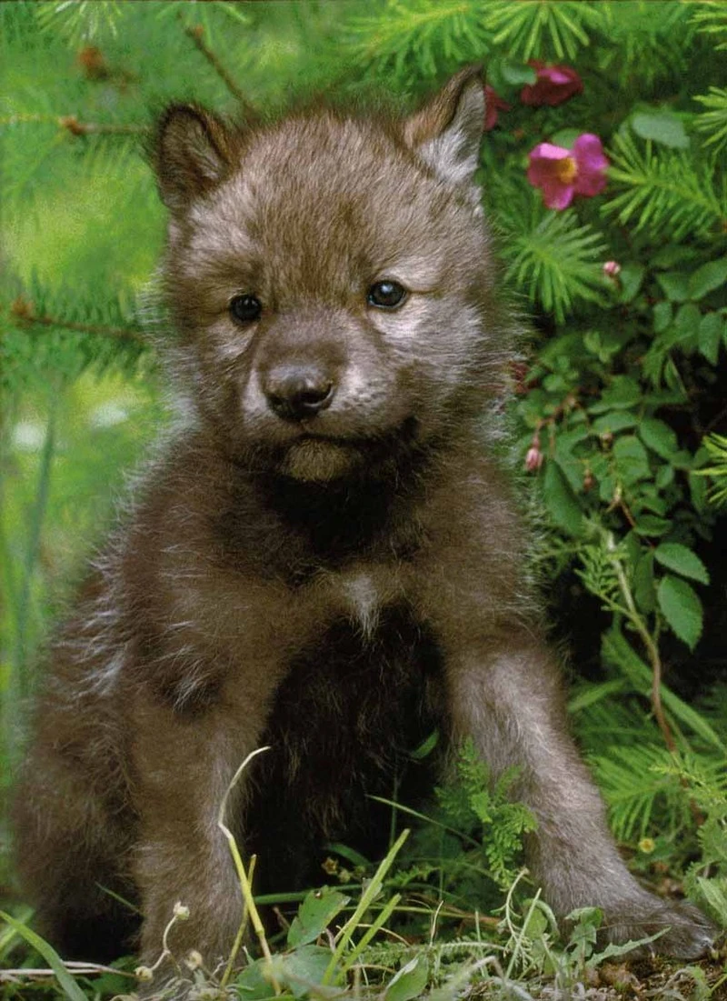 Light Brown Wolf Pup