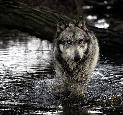 Zev | Wolves Fanfiction Wiki | Fandom