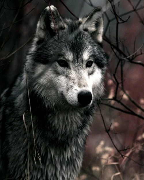 Lake | Wolves Fanfiction Wiki | Fandom