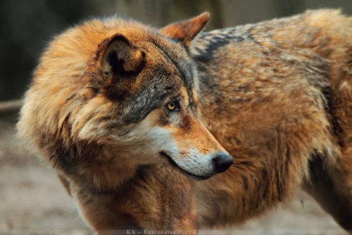 Red | Wolves Fanfiction Wiki | Fandom