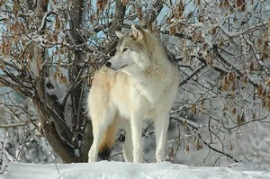 Sand | Wolves Fanfiction Wiki | Fandom