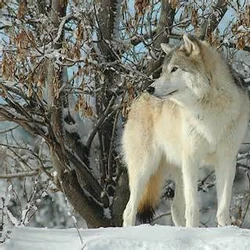 Anime Wolves Mating Fanfiction