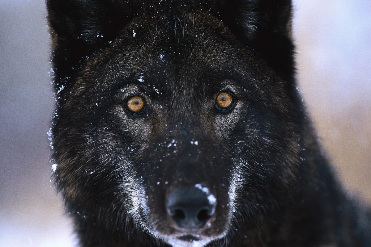 Brindle | Wolves Fanfiction Wiki | Fandom