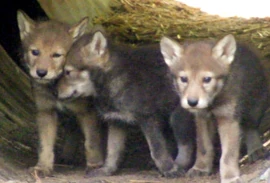 Stone | Wolves Fanfiction Wiki | Fandom