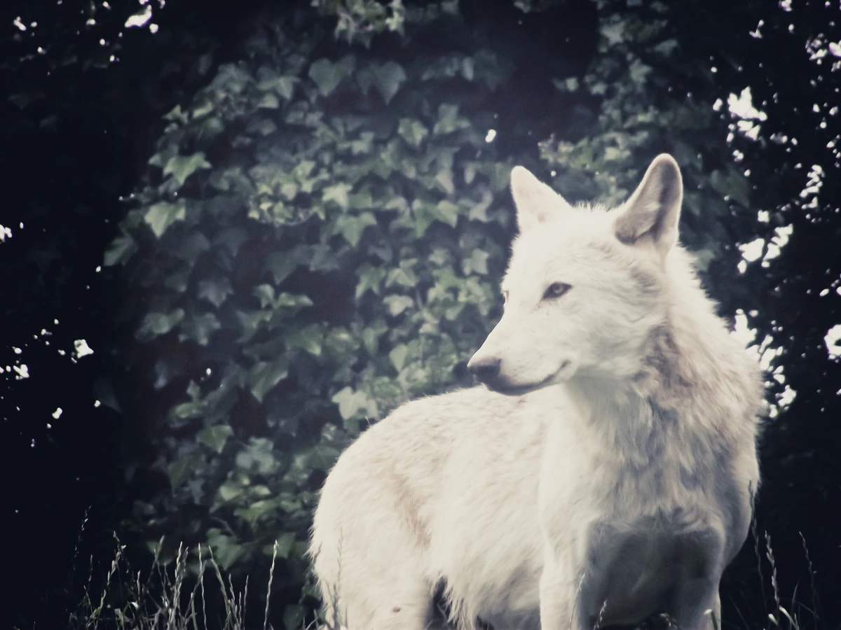 Mint | Wolves Fanfiction Wiki | Fandom