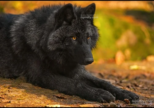 Ace | Wolves Fanfiction Wiki | Fandom