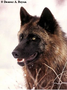 Baxter | Wolves Fanfiction Wiki | Fandom