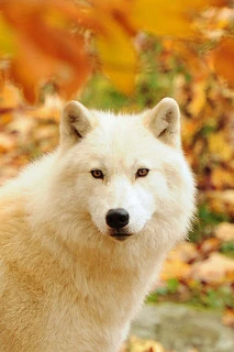 Swift | Wolves Fanfiction Wiki | Fandom