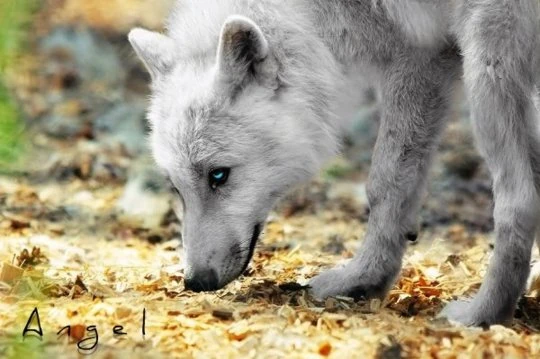 Angel | Wolves Fanfiction Wiki | Fandom