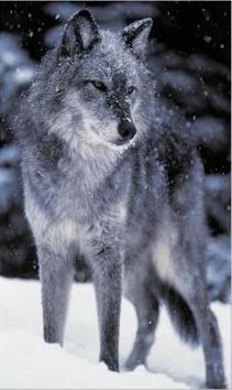 Slash | Wolves Fanfiction Wiki | Fandom