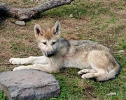 Holland | Wolves Of Yellowstone Wiki | Fandom