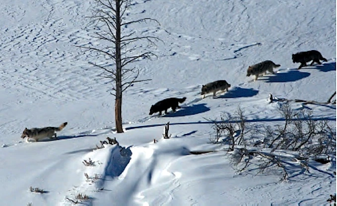 Blakiston Pack | Wolves Of Yellowstone Wiki | Fandom