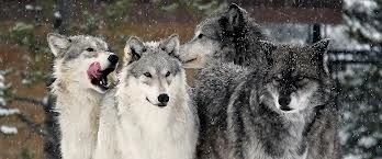 Oxbow Pack | Wolves Of Yellowstone Wiki | Fandom