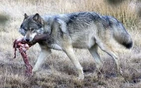 Grimm | Wolves Of Yellowstone Wiki | Fandom