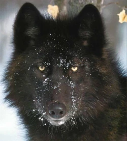 Grace | Wolves Of Yellowstone Wiki | Fandom