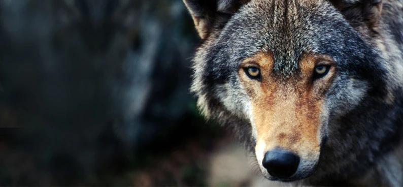 Polaris | Wolves Of Yellowstone Wiki | Fandom