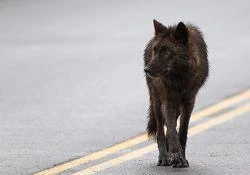 Tennessee | Wolves Of Yellowstone Wiki | Fandom