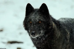 Cinder | Wolves Of Yellowstone Wiki | Fandom