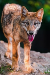 Amber | Wolves Of Yellowstone Wiki | Fandom