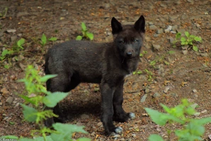 Arastra | Wolves Of Yellowstone Wiki | Fandom