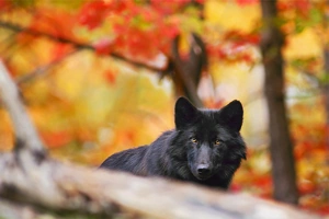 Obsidian | Wolves Of Yellowstone Wiki | Fandom