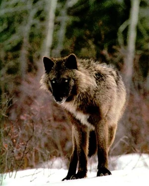 Baxter | Wolves Roleplay and Fanfiction Wikia | Fandom