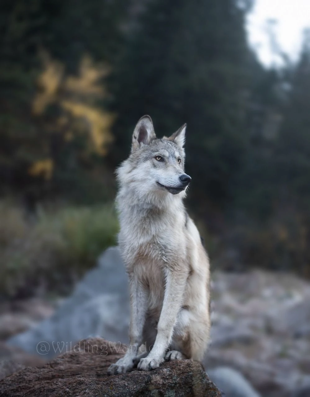 Isla | Wolves Roleplay and Fanfiction Wikia | Fandom