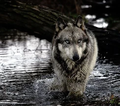 Zev | Wolves Roleplay and Fanfiction Wikia | Fandom