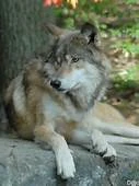 Bridget | Wolves rp Wiki | Fandom
