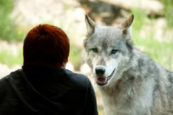 Geoffrey Beck | Wolves of Mercy Falls Wiki | Fandom